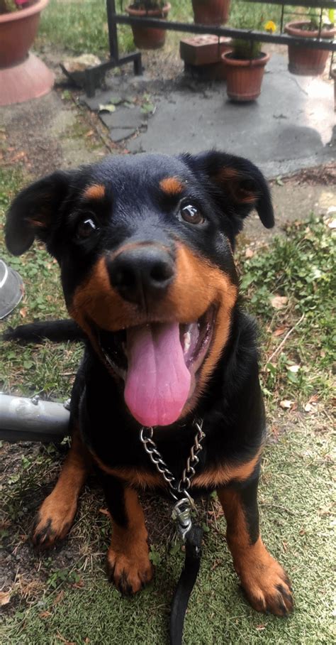 My Soon 13 Years Old Rottweiler Girl Amy R Rottweiler