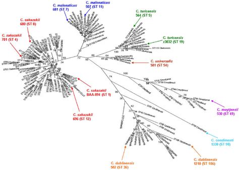 Maximum Likelihood Tree Based On The Concatenated Sequences 3036 Bp