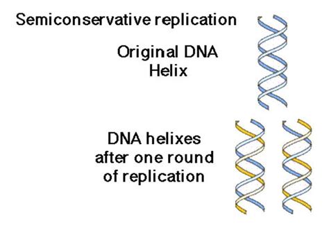 Sutton S AP Biology Intro To DNA Replication