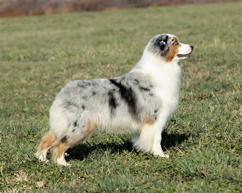 Are Australian Shepherds Recognized By Akc