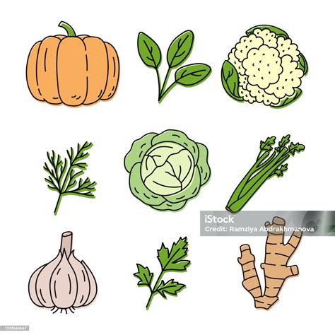 야채와 허브 스케치 호박 시금치 콜리플라워 딜 양배추 셀러리 허브 마늘 파슬리 생강 손으로 그린 벡터 세트입니다 낙서 일러스트 컬렉션 꽃 양배추에 대한 스톡 벡터 아트 및