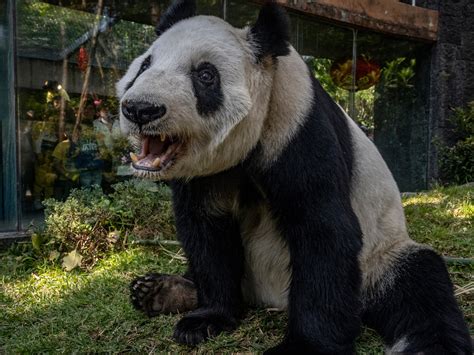 When Is A ‘panda Not A Panda—and Are Any Pandas Actually Bears