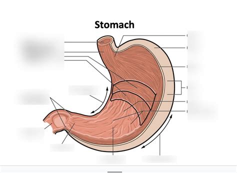 Stomach Diagram Diagram Quizlet