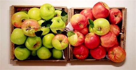 사과 그림에 있는 Monica Park님의 핀 2024 사과 사과 그림 해바라기 예술