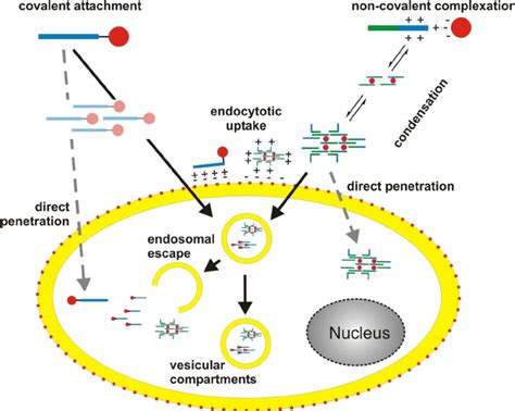 Principles Of Peptide Based Nucleic Acid Delivery Systems Interaction Download Scientific