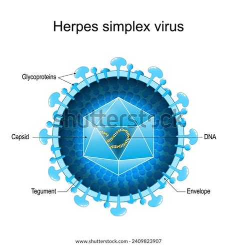 Basic Structure Herpes Simplex Virus Hsv1 Stock Vector Royalty Free