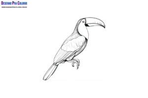 Tucano Para Colorir De 60 Desenho Para Imprimir E Pintar