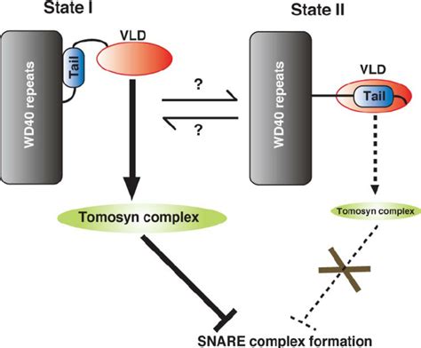 A Model Of Regulation Of The Inhibitory Activity Of Tomosyn Upon The