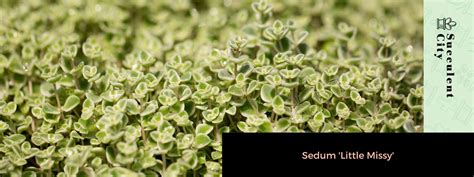 Sedum Cauticola Succulent City