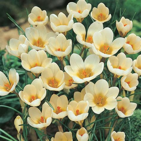 Crocus Bulbs Purple Yellow And White Crocuses Gardeners Dream