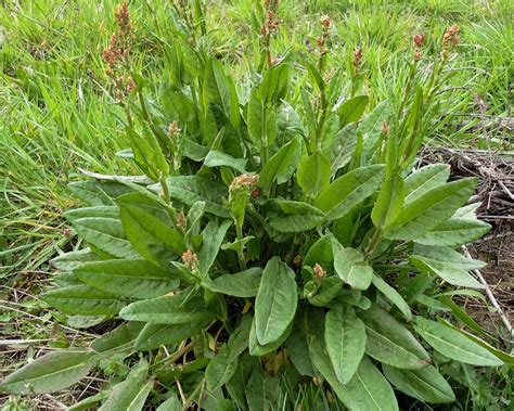 Rumex Acetosae Wiesen Sauerampfer Rumex Acetosa Nopsqz