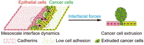 Interfacial Organization And Forces Arising From Epithelialcancerous