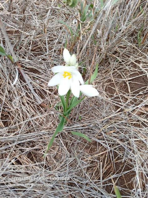 Chlorophytum Tuberosum Roxb Baker World Flora Pl Ntnet Identify
