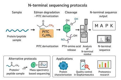 N Terminal Amino Acid Sequencing For Proteins And Peptides Boc Sciences