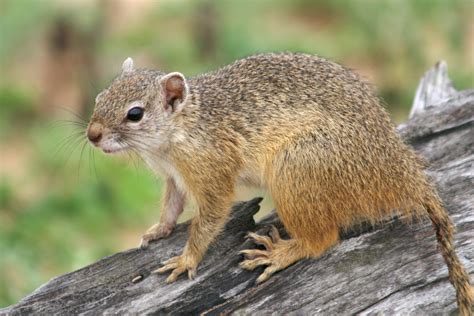 Ground Squirrels Diet At Luca Waldock Blog