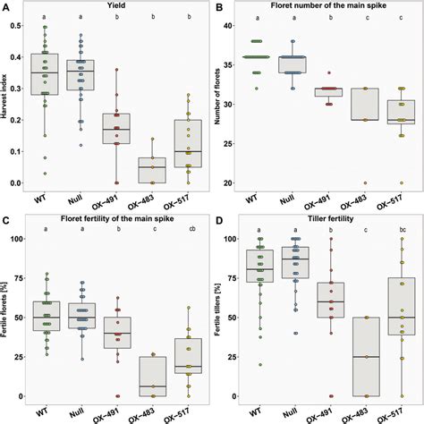 Overexpression Of Hvft4 Reduces Yield Tiller Number And Fertility