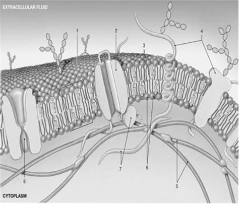 Aandp Lec Structures And Functions Plasma Membrane Diagram Quizlet
