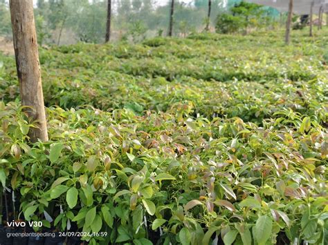 Grafted Fruit Seedlings Available Grafted Hass Grafted Mangoes Pixie Oranges Etc Green