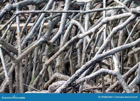 Roots Of Mangrove Trees Stock Photo Image Of Ground