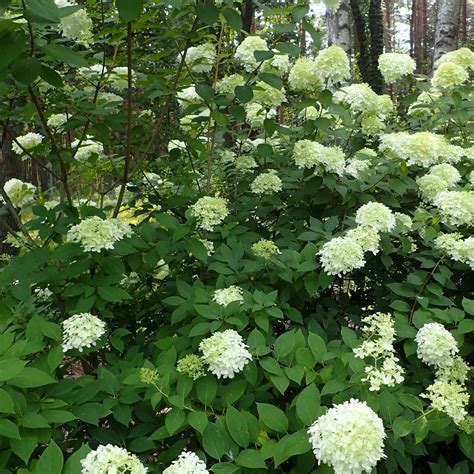 Firelight Hydrangea Care Guide Plantly