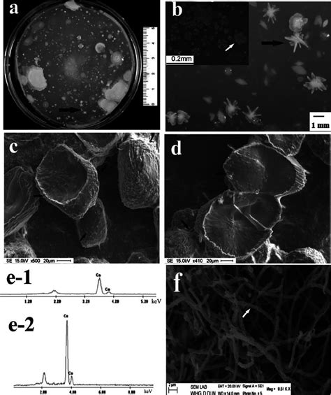 Initiation Of Calcite Crystallization And Sem Photomicrographs Showing Download Scientific