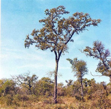 ¿sabías Que El Quebracho Colorado Chaqueño Es El Árbol Forestal