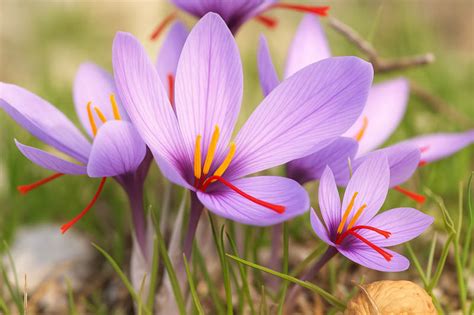 Saffron Crocus Sativus Benefits Side Effects Uses Growing Tips