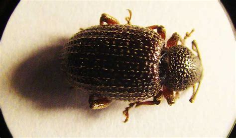 Flea Beetle Control Wipe Out These Pests Epic Gardening