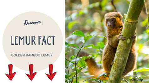 The Golden Bamboo Lemur In Madagascars Rainforests