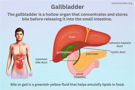 Gallbladder Definition Location Functions