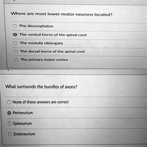 Solved Where Are Most Lower Motor Neurons Located The Diencephalon The Ventral Horns Of The