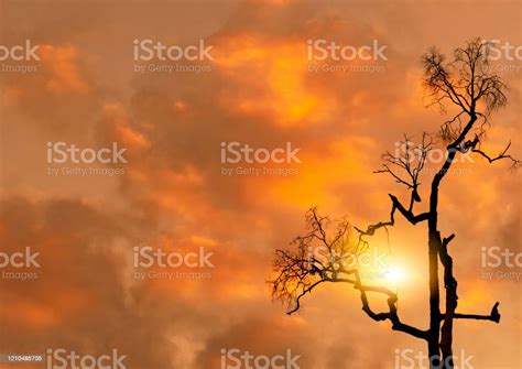오렌지 일몰 하늘과 구름에 낮은 각도보기 실루엣 죽은 나무 슬픔 죽음 슬픔의 배경 공포 죽은 나무입니다 자연의 아름다움 영감 또는 추상적 인 배경을 인용 잎이없는 나무 0