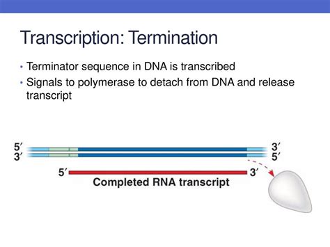 From Gene To Protein Transcription And Rna Processing Ppt Download