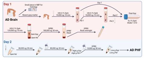Human Brain Sequential Extraction Tau
