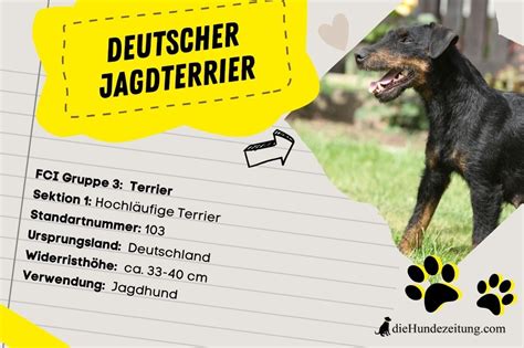 Deutscher Jagdterrier Ein Kraftpaket Für Die Jagd Und Die Familie