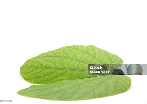 하트 모양의 녹색 잎은 자연에서 맑은 직선과 곡선으로 만들어집니다 내 홈 스튜디오에서 촬영한 흰색 배경 건강관리와 의술에 대한 스톡 사진 및 기타 이미지 Istock