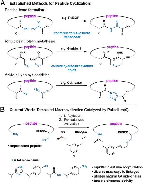 Template Constrained Macrocyclic Peptides Prepared From Native