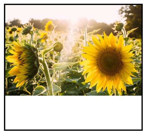 Css3 Background Size