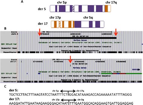 A Ideograms Showing Derivative Chromosomes 5 And 17 B Ucsc Genome