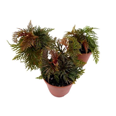 Florida House Plants 2 Fern Leaf Begonia Mini Pixie Live Plants In 2