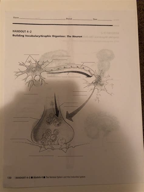solved handout 5 2 graphic organizer the brain fill in this