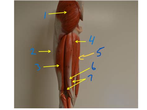 Bio 141 Lab Label Muscles Lower Flashcards Quizlet