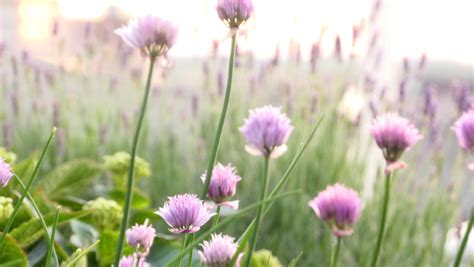 Undervisning Mette La Cour Virtuel Assistent