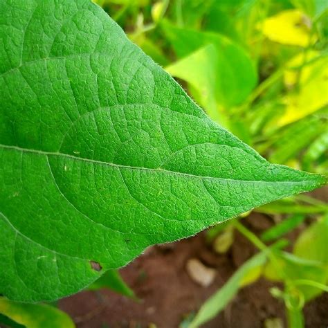 Beanleafdiseasedetection Object Detection Dataset And Pre Trained