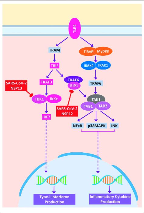 Toll Like Receptor 4 Tlr4 Signaling Color Codes Are As In Figure 5