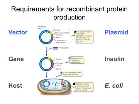 Production Of Recombinant Insulin Optical Priority