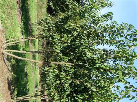 Prunus Serr Kanzan Erica Garden