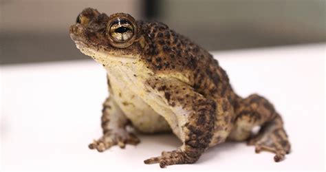 Special Delivery Saving The Puerto Rican Crested Toad Cleveland