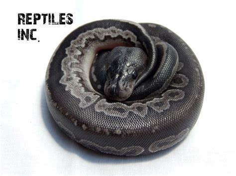 The Siren Morph List World Of Ball Pythons