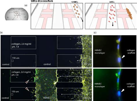 Microfluidic Device For Culturing Mural Cells And Endothelial Cells ͑ Download Scientific
